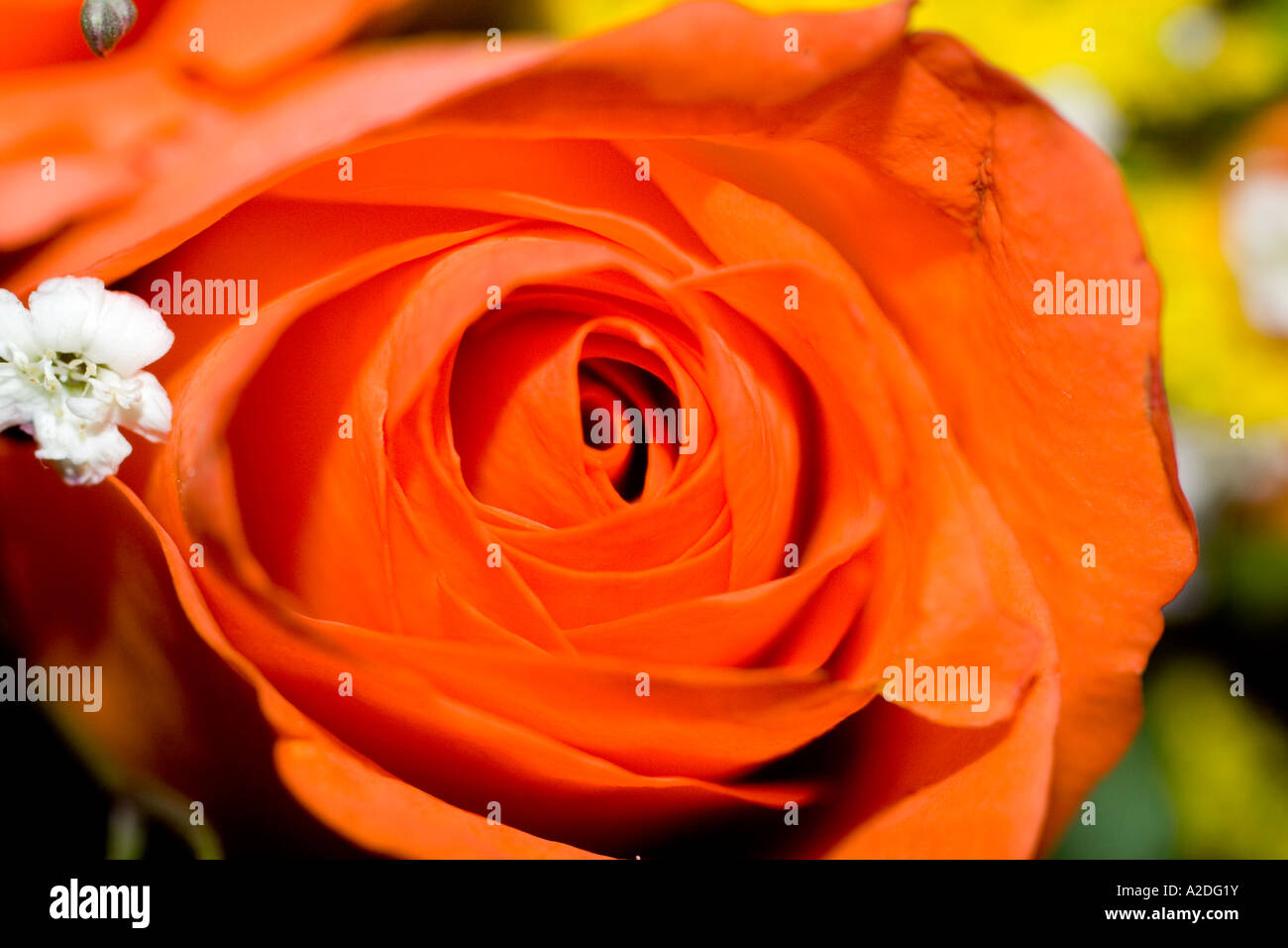 Rose, Sachica, Boyacá, Colombia, South America Stock Photo - Alamy