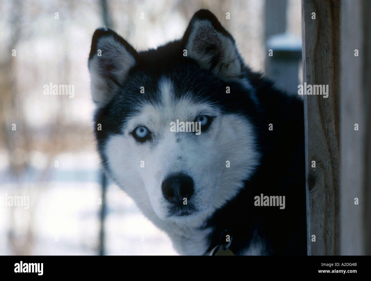 Northern inuit dog hi-res stock photography and images - Alamy
