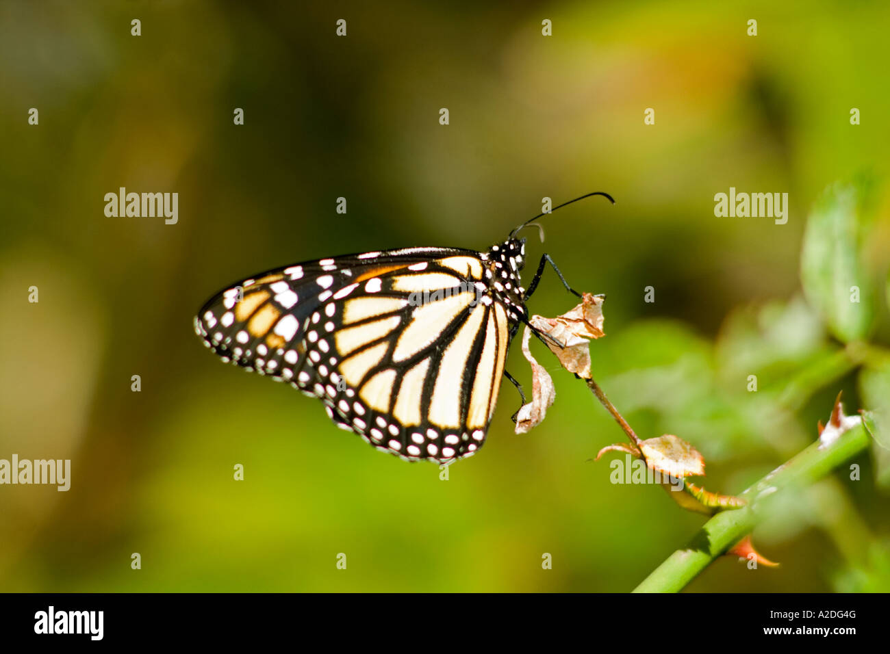 Butterfly (Monarca), Sachica, Boyacá, Colombia, South America Stock ...