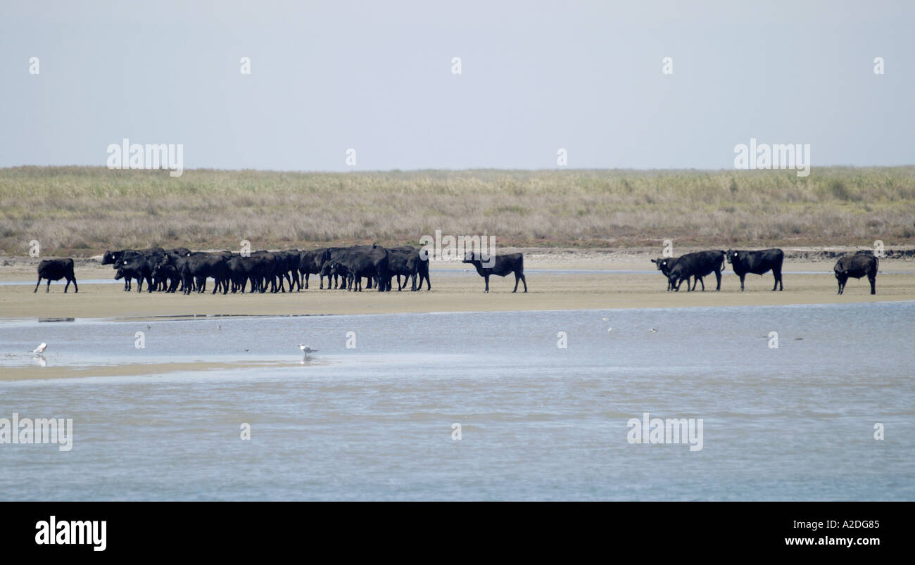 LAGOON AND CATTLE IN COORONG NATIONAL PARK SOUTH AUSTRALIA Stock Photo ...