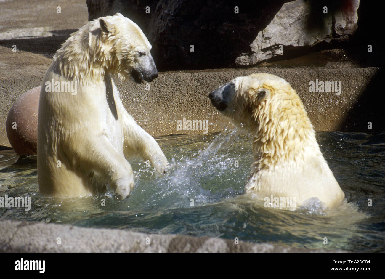 Polars bear hi-res stock photography and images - Alamy
