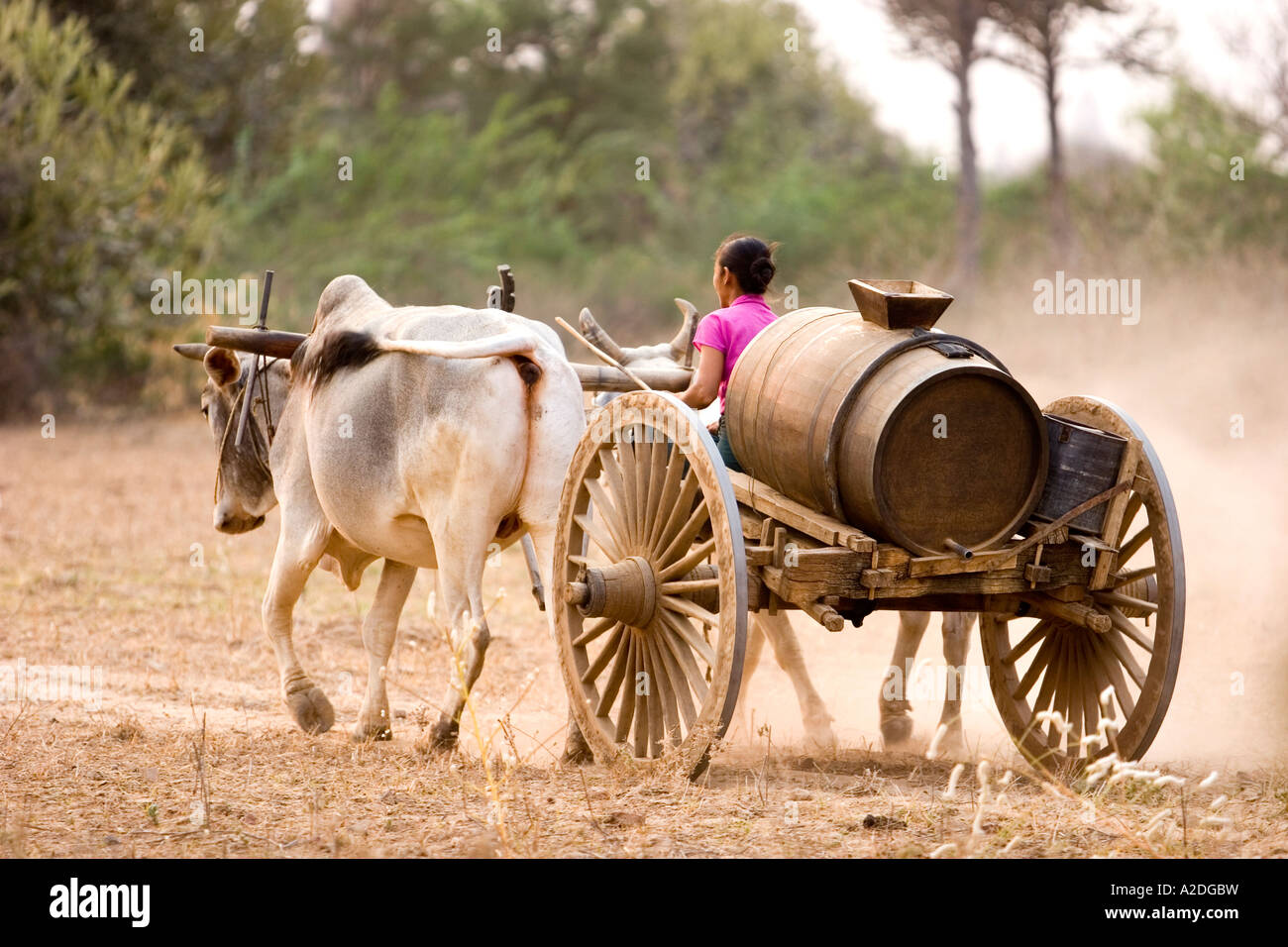 Ox Drawn Cart High Resolution Stock Photography and Images - Alamy