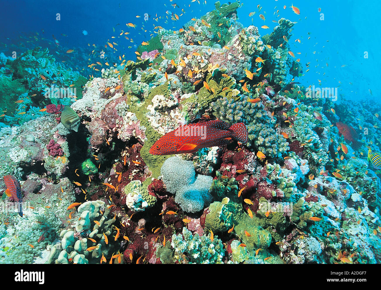 Coral reef scenic Red Sea Egypt Stock Photo - Alamy