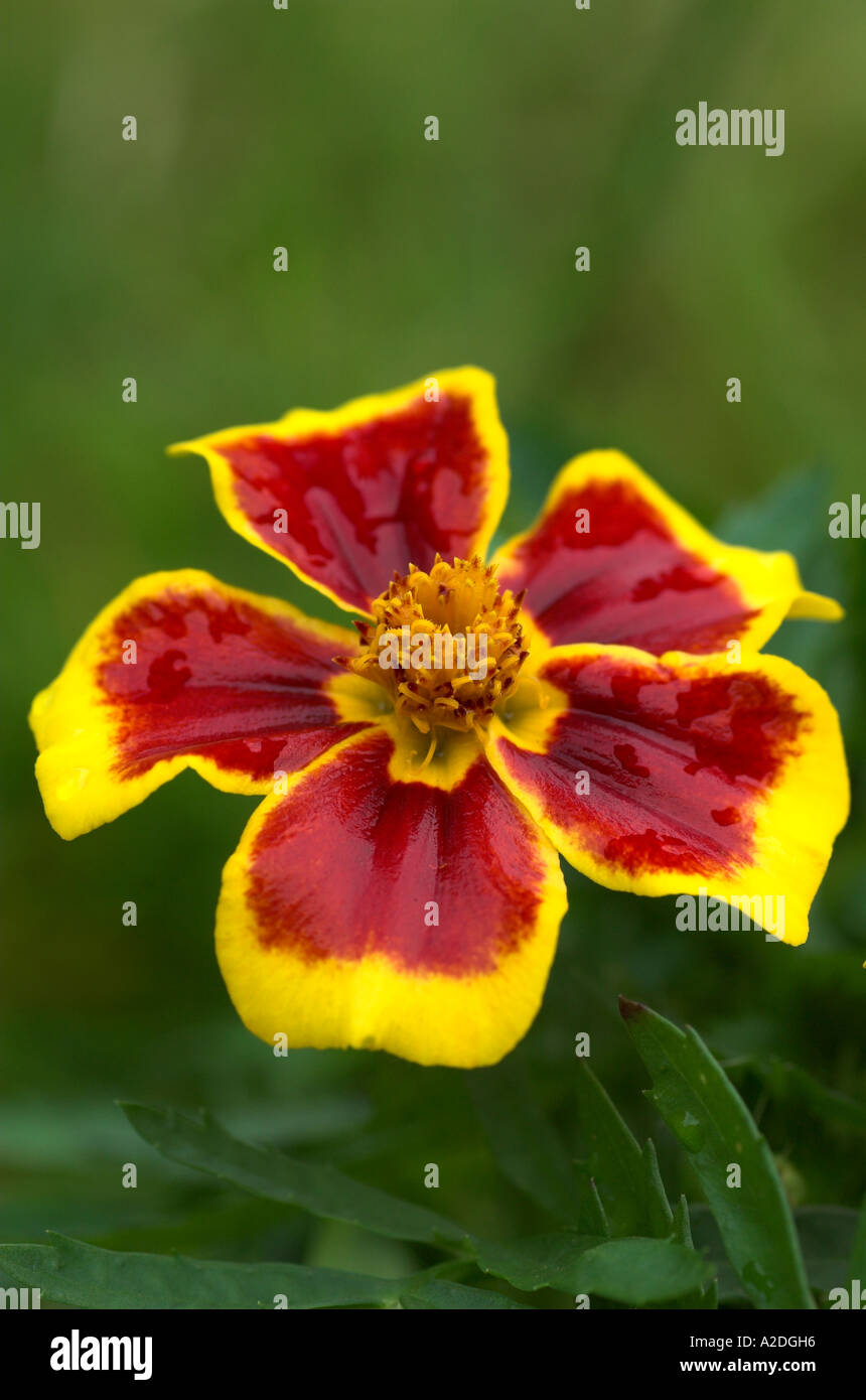 Dwarf red marigold hi-res stock photography and images - Alamy