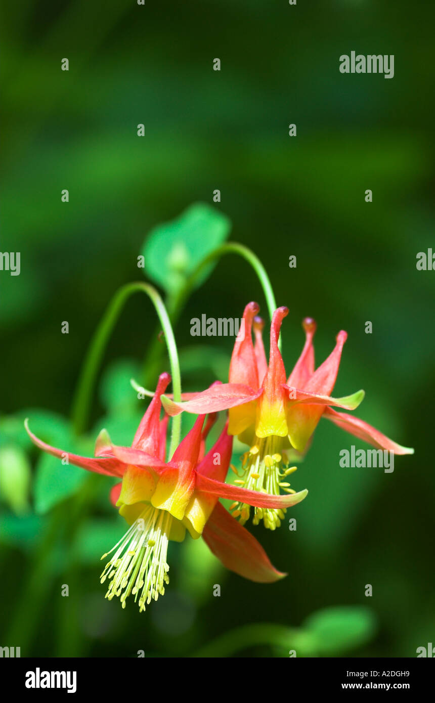 Western Red Columbine Stock Photos & Western Red Columbine Stock Images ...