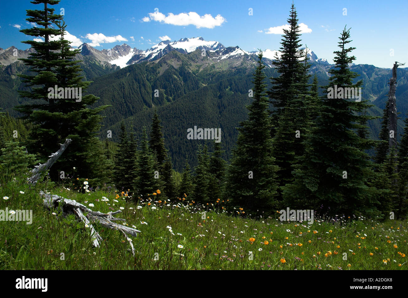 Mt. Olympus from High Divide Loop with wild flowers, Olympic National ...