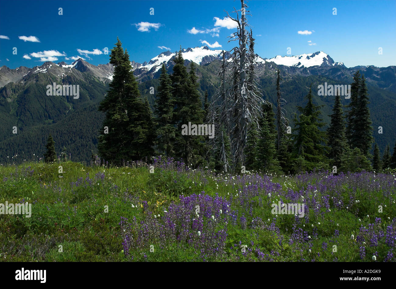 Mt. Olympus from High Divide Loop with wild flowers, Olympic National ...