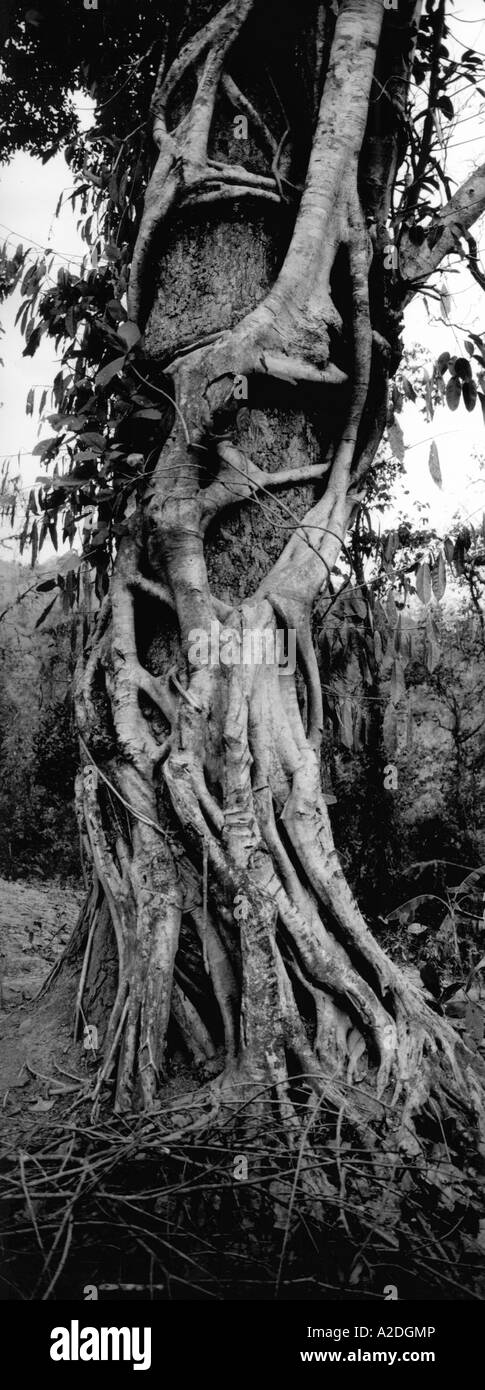 Vines growing on Black and White Stock Photos & Images - Alamy