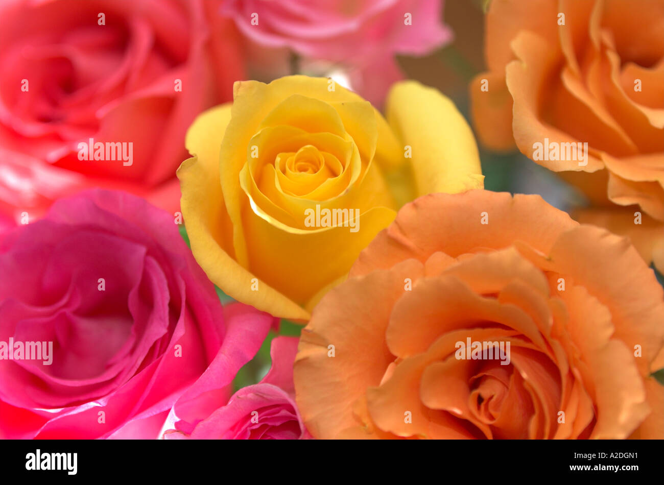 red orange yellow roses Stock Photo - Alamy
