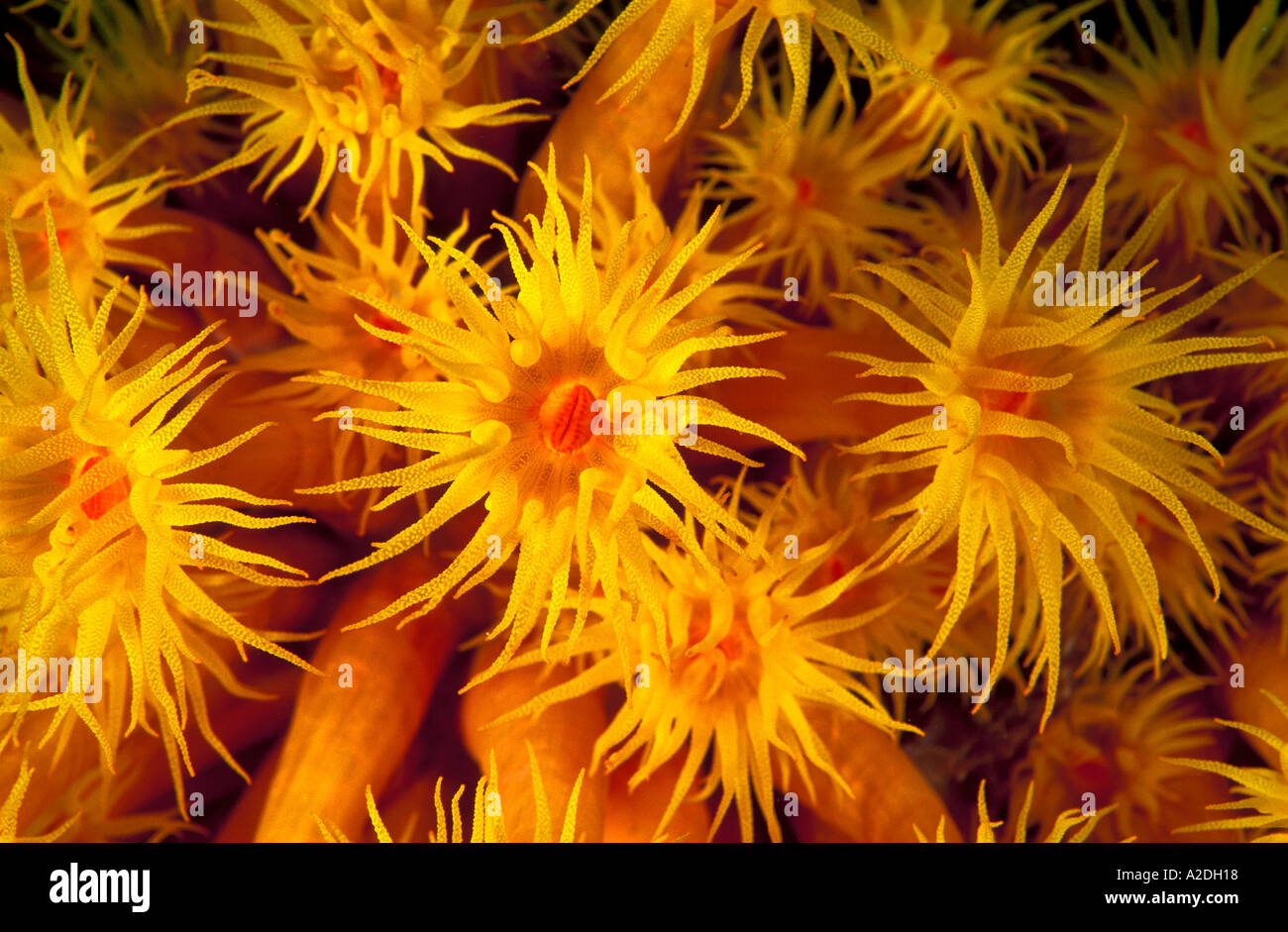 Coral polyp indonesia hi-res stock photography and images - Alamy