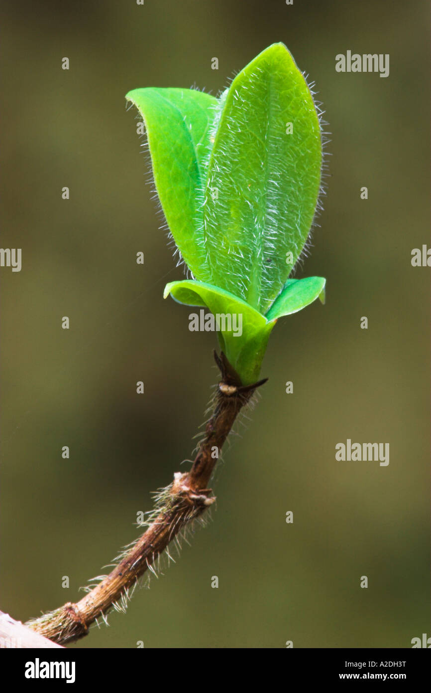 New leaf shoots in spring Stock Photo - Alamy