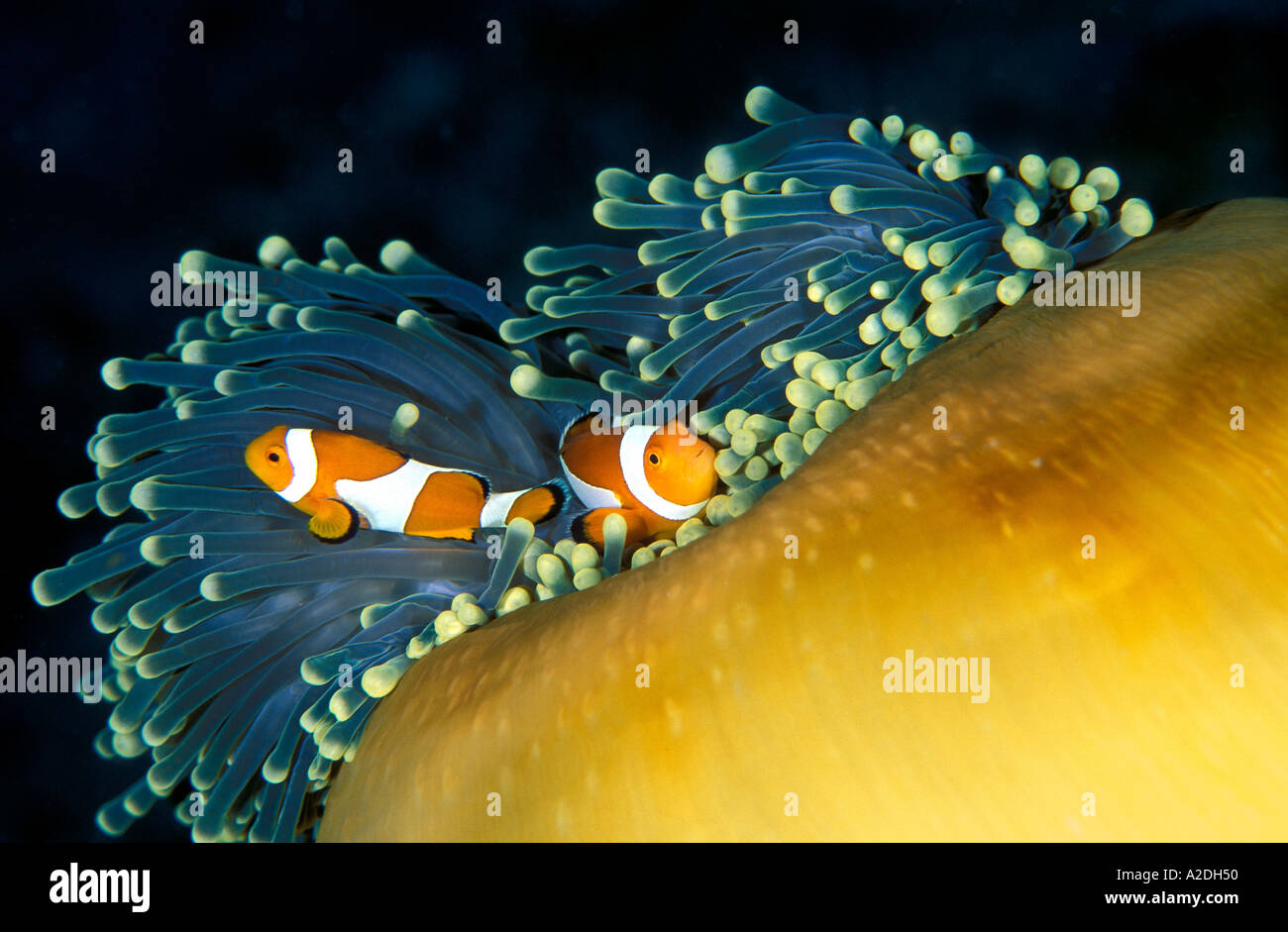 Clownfishes in an anemone Sulawesi Indonesia Stock Photo - Alamy