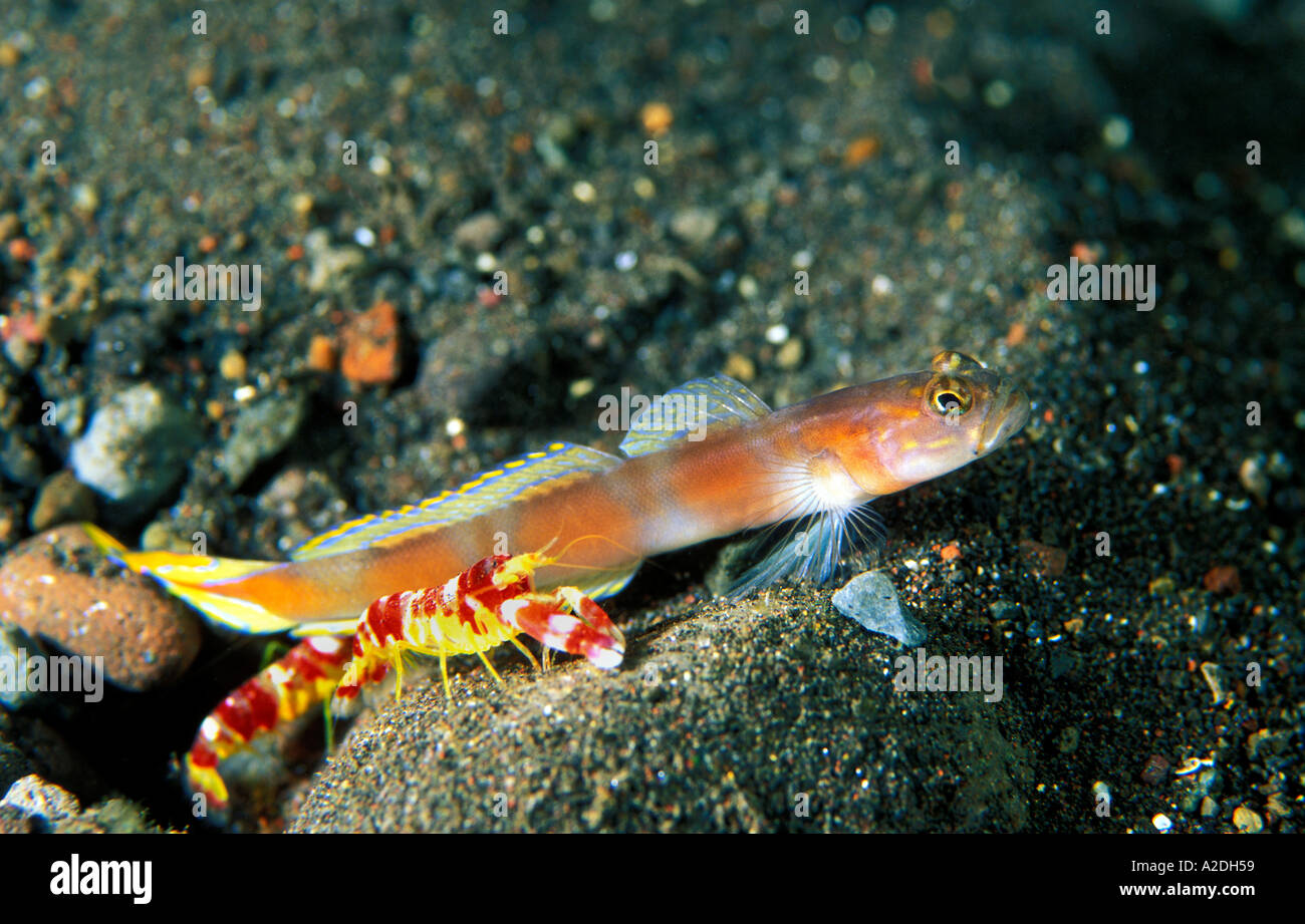 Goby fish shrimp hi-res stock photography and images - Alamy