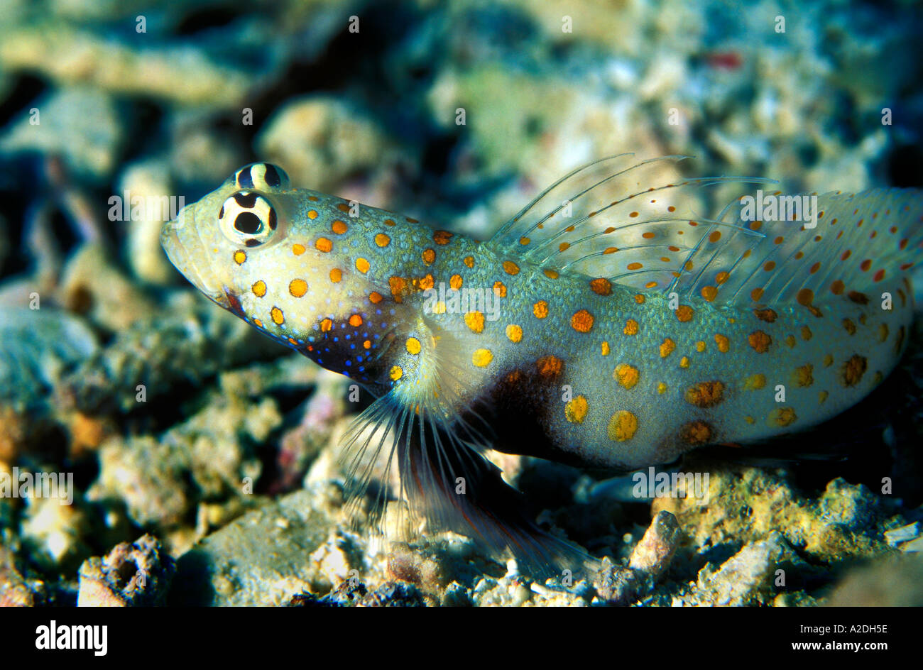 Orange spotted shrimp goby Sulawesi Indonesia Stock Photo - Alamy