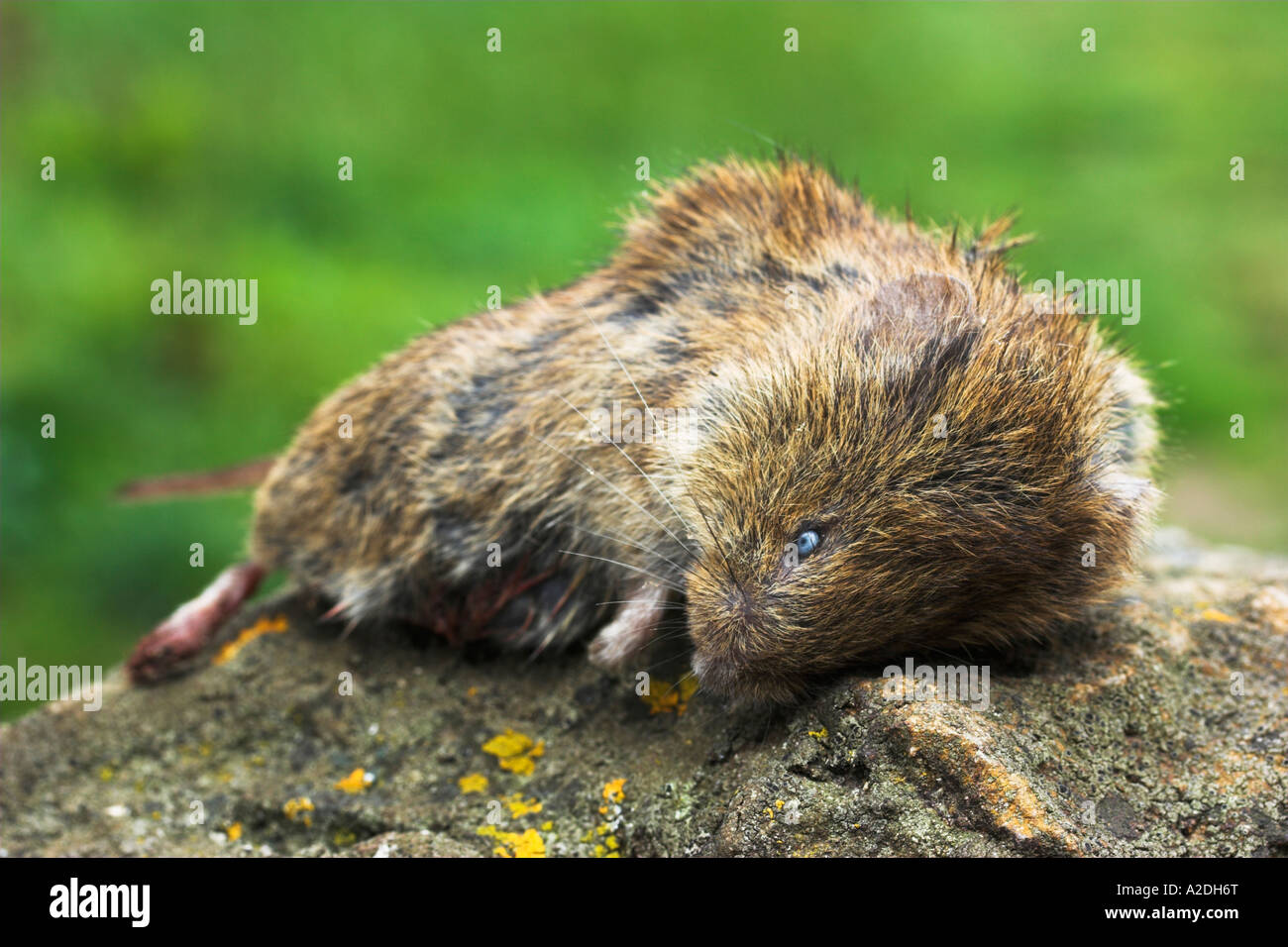 Dead field mouse on wall Oxfordshire England Stock Photo - Alamy