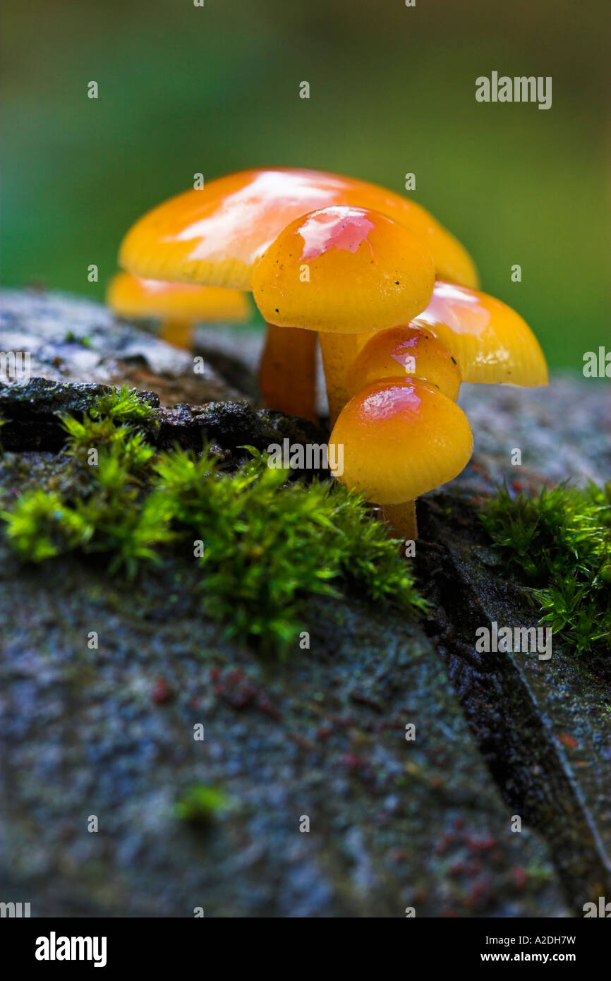 Colourful woodland fungi Stock Photo - Alamy