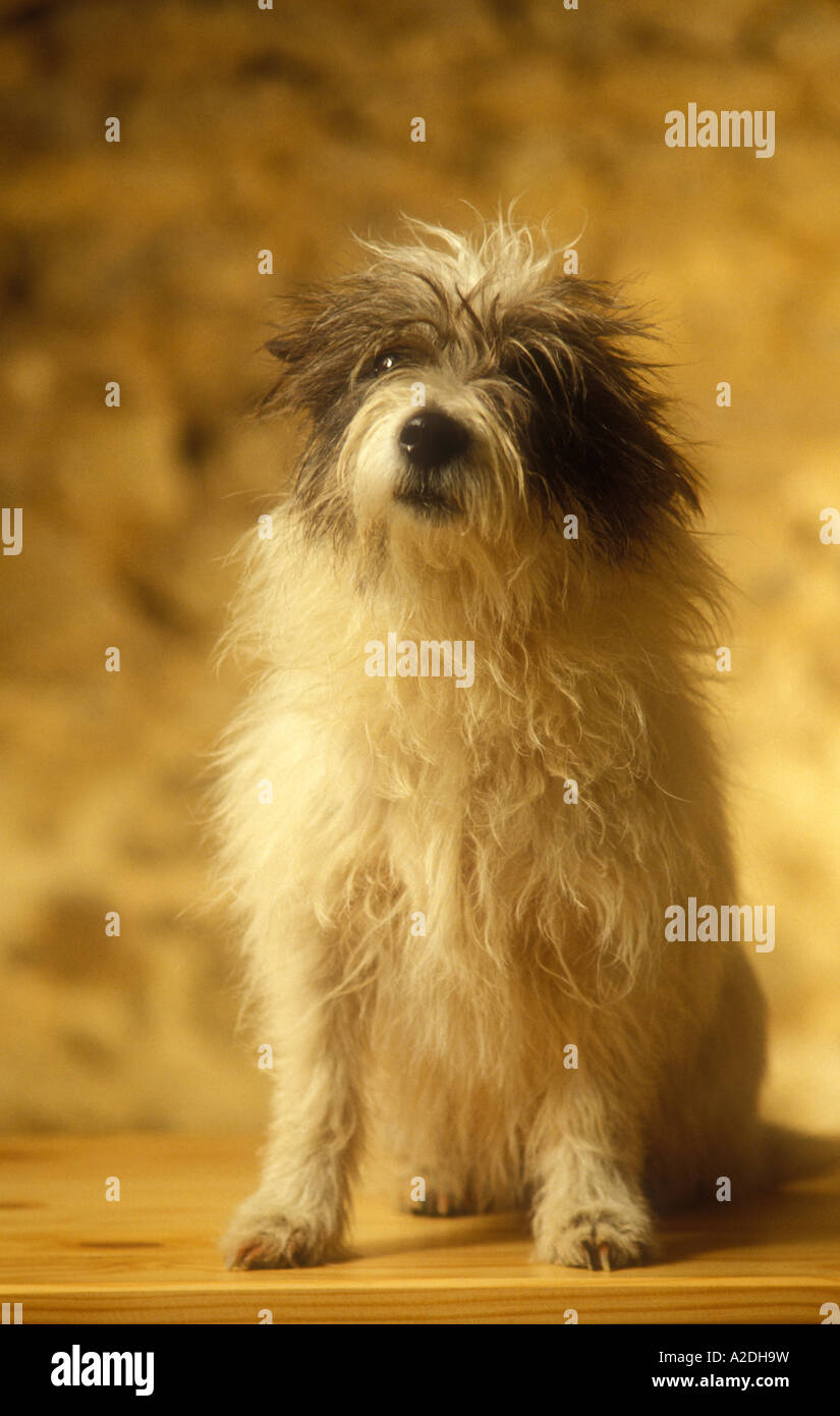 Rover the dog hi-res stock photography and images - Alamy