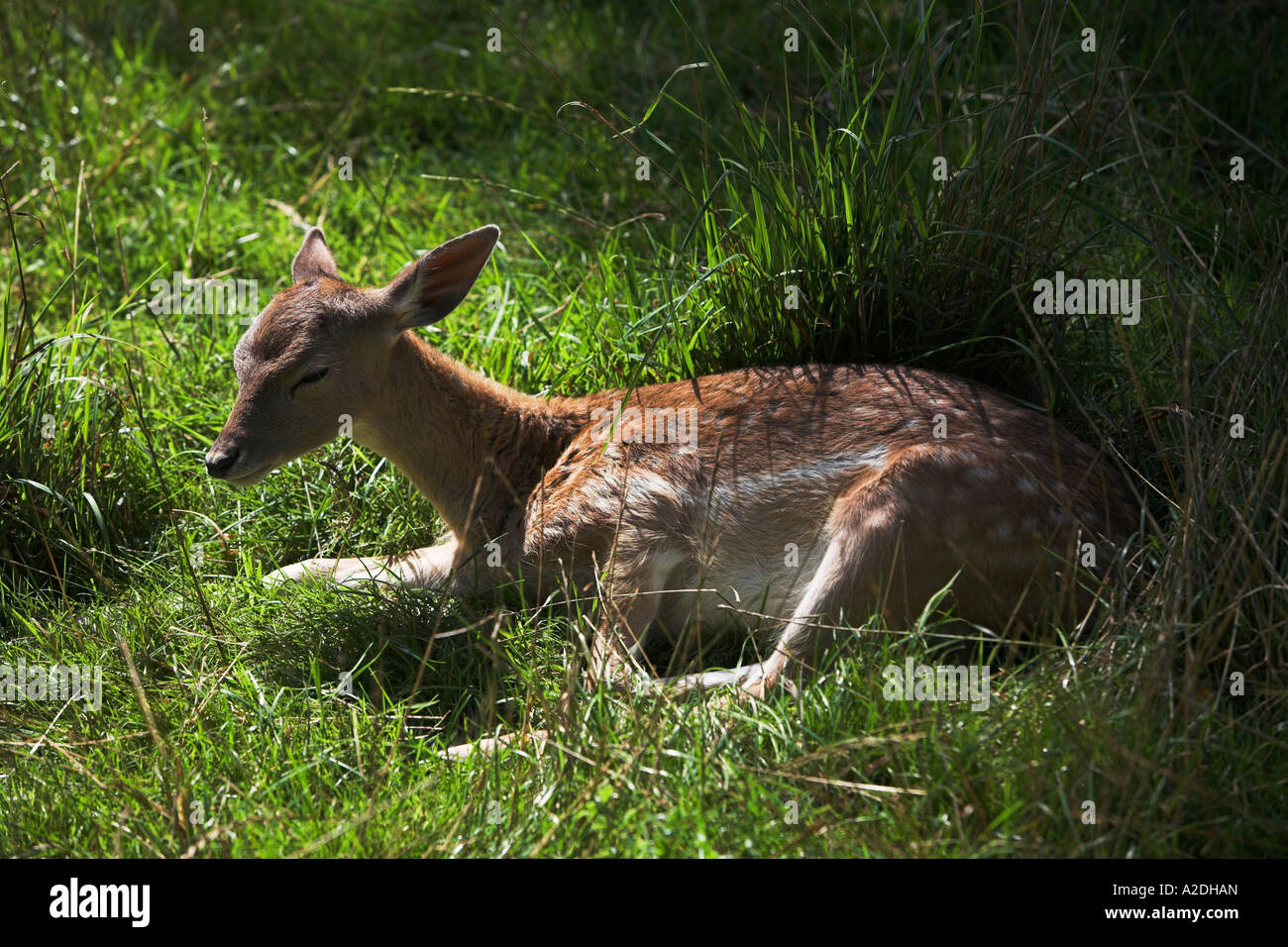 Fallow deer, Dama dama, young sitting in dappled light grass Stock ...
