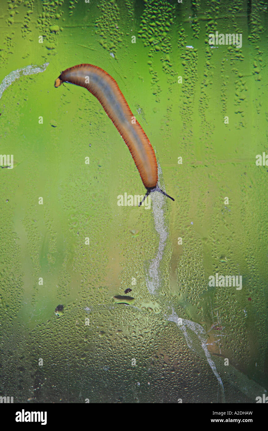 Slug on glass showing slime trail and foot Stock Photo - Alamy