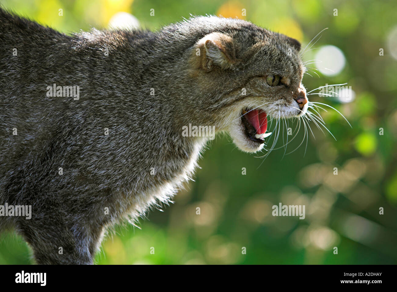 Scottish wildcat, Felis silvestris scottica showing agression Stock ...