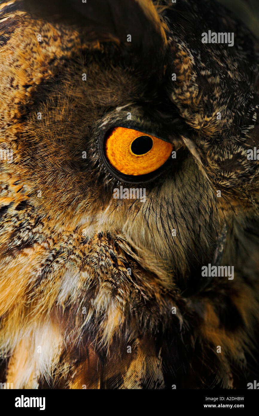 Owl eye, stare Stock Photo - Alamy