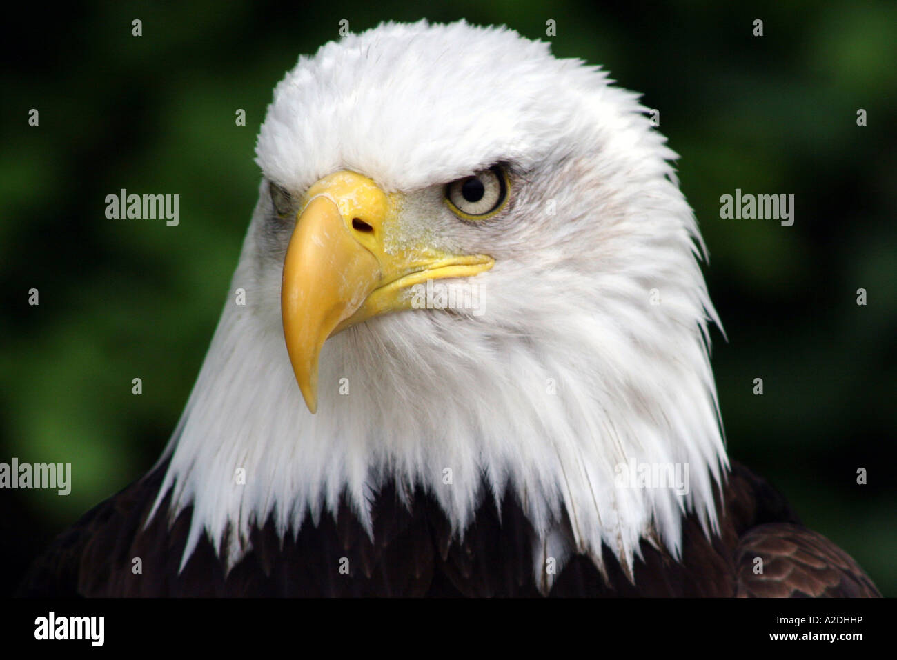 Angry bald eagle haliaeetus leucocephalus hi-res stock photography and ...