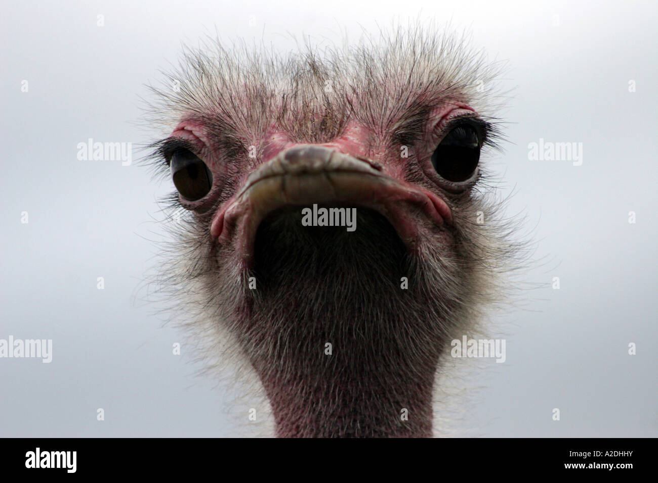 Gormless hi-res stock photography and images - Alamy