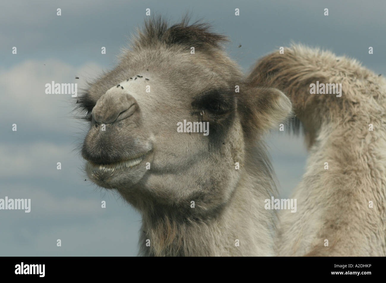 Camel hump flopped hi-res stock photography and images - Alamy