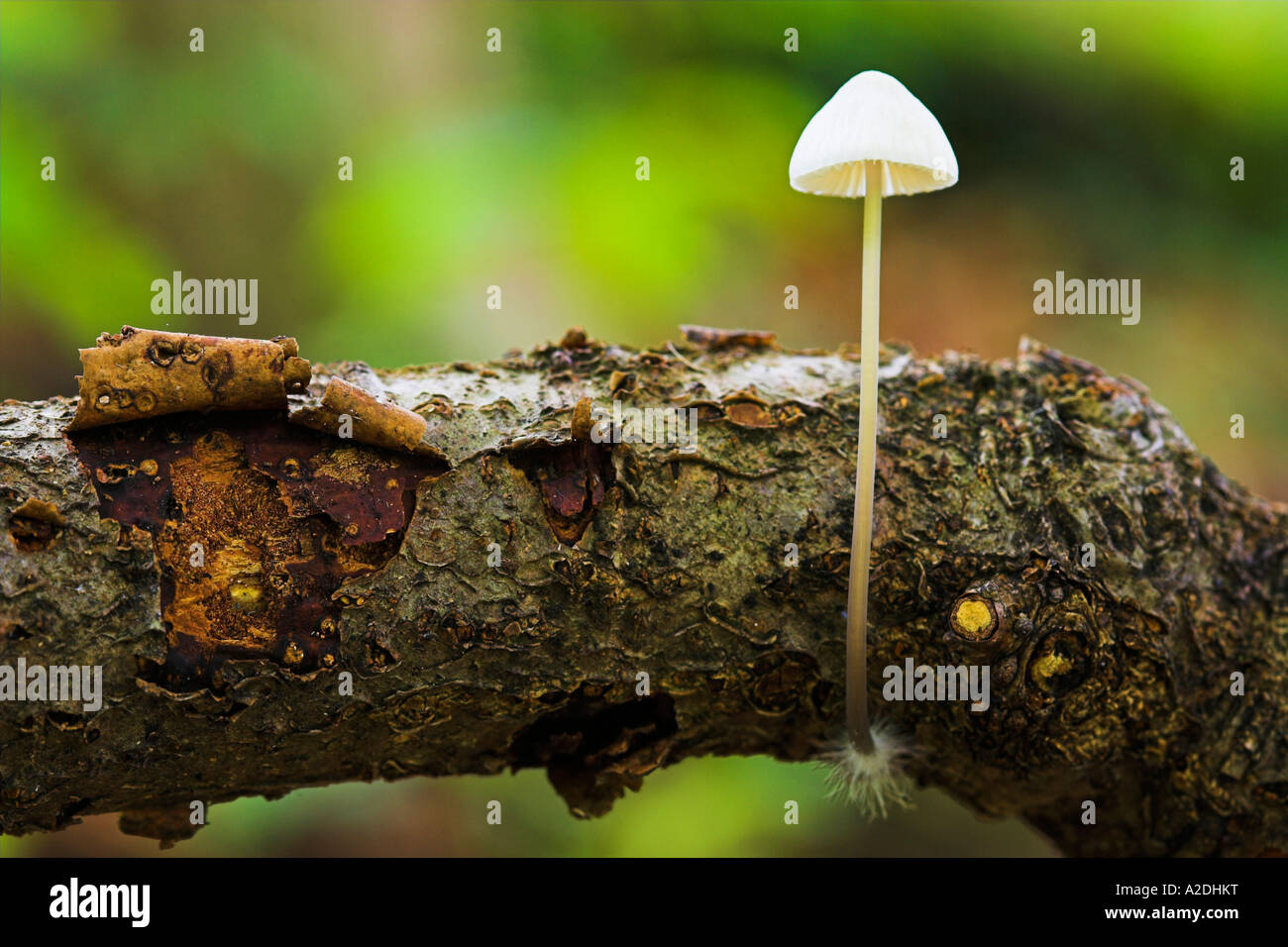 Woodland fungi cap growing from log Stock Photo - Alamy