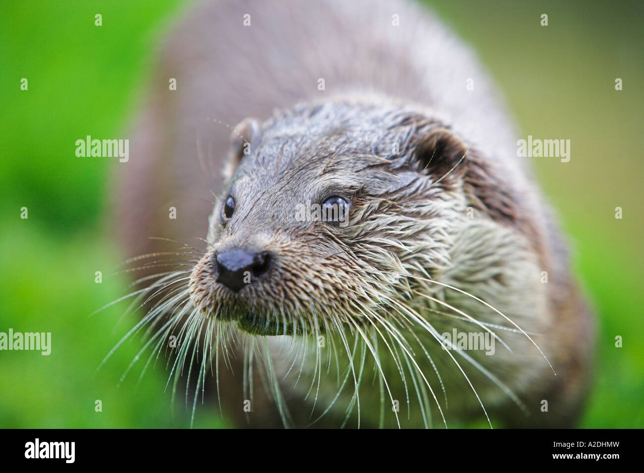 Otter Lutra lutra Stock Photo - Alamy