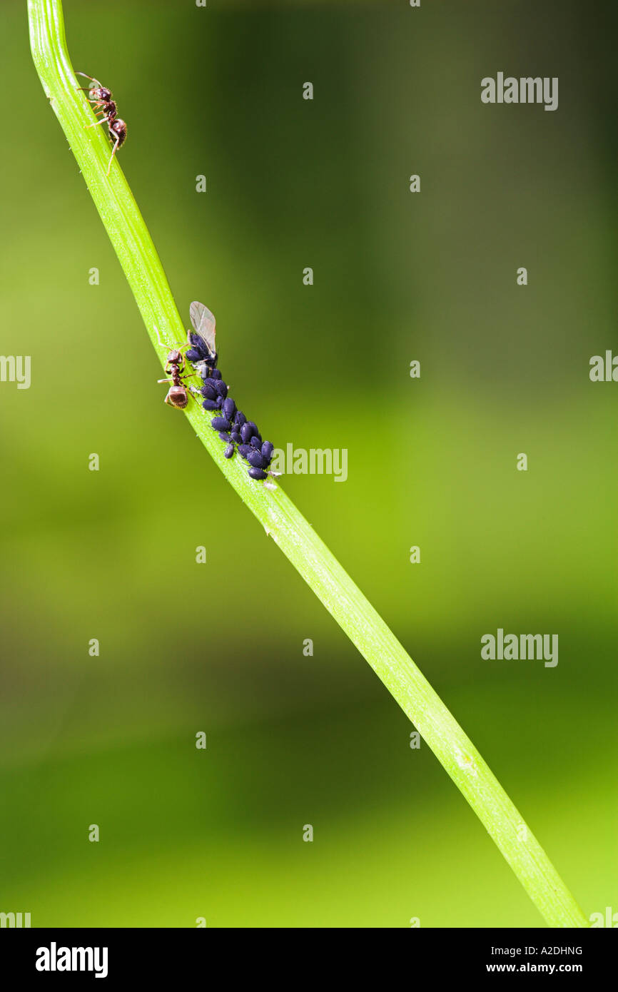 Ants tending aphids insect hi-res stock photography and images - Alamy