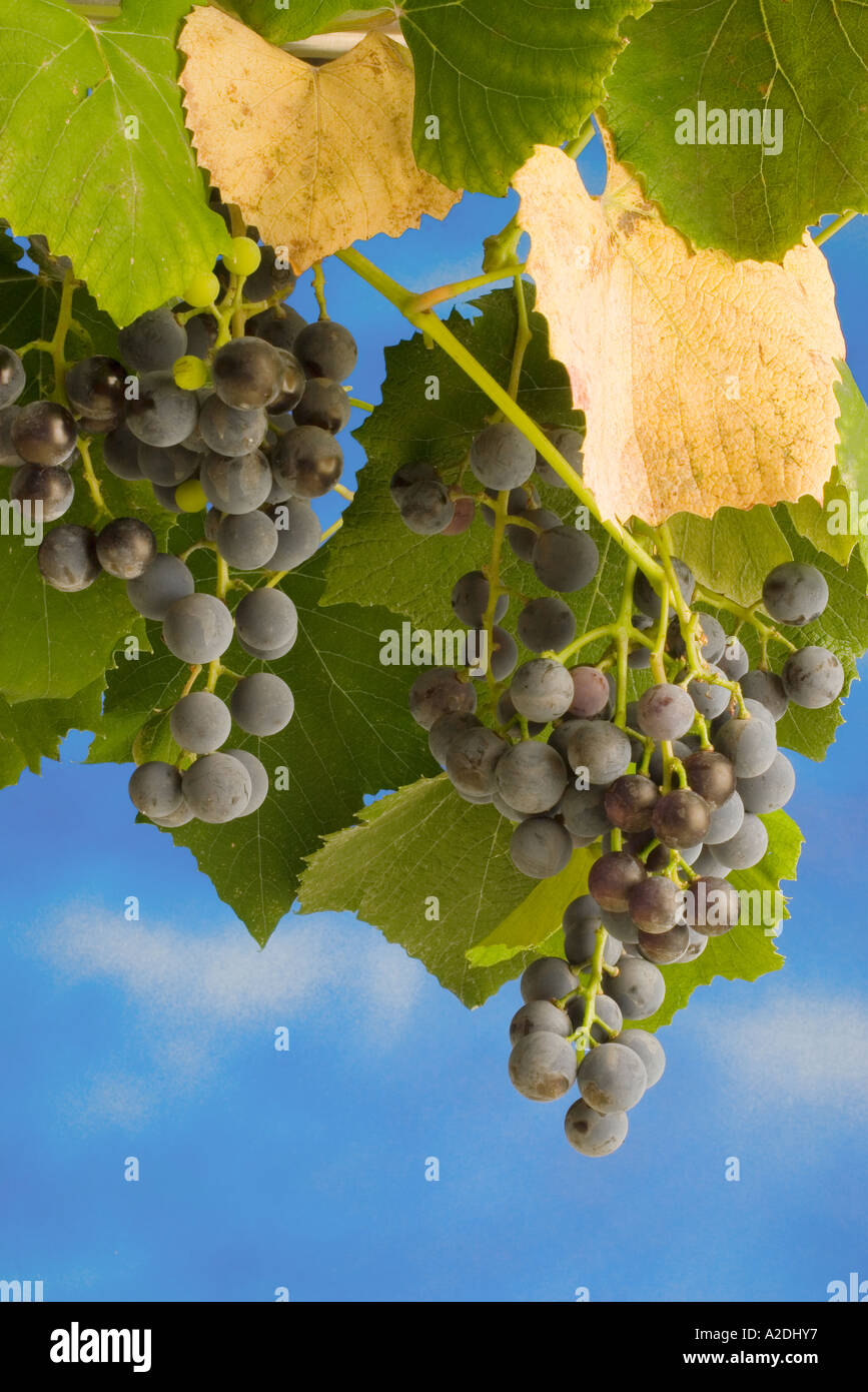 Concord vines hi-res stock photography and images - Alamy