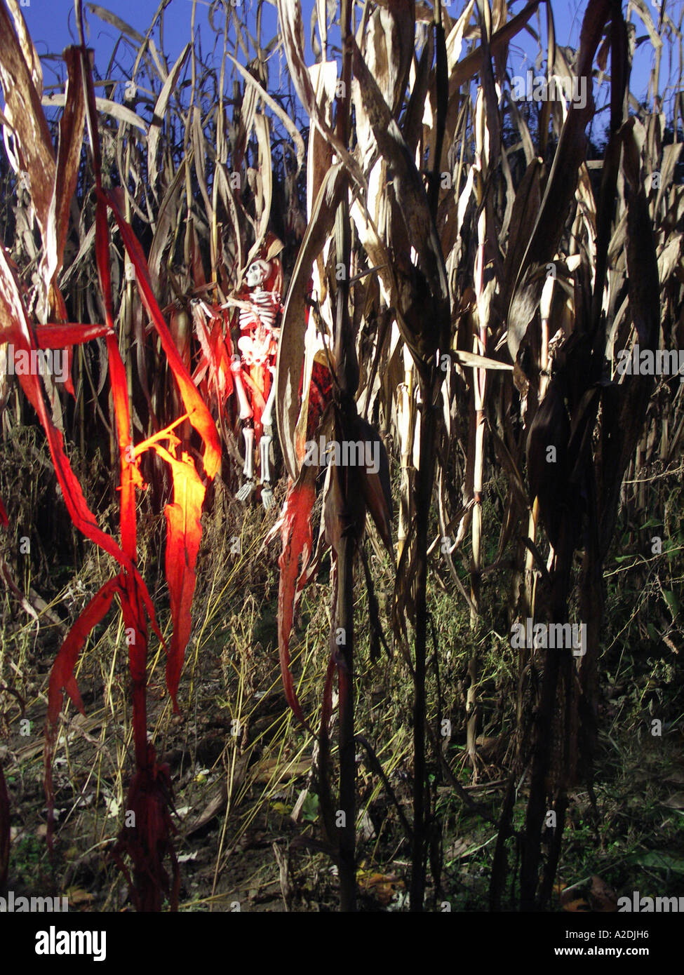 Skeleton in Cornfield Stock Photo - Alamy