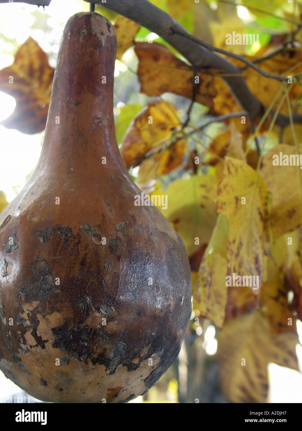 Gourd and pigment hi-res stock photography and images - Alamy