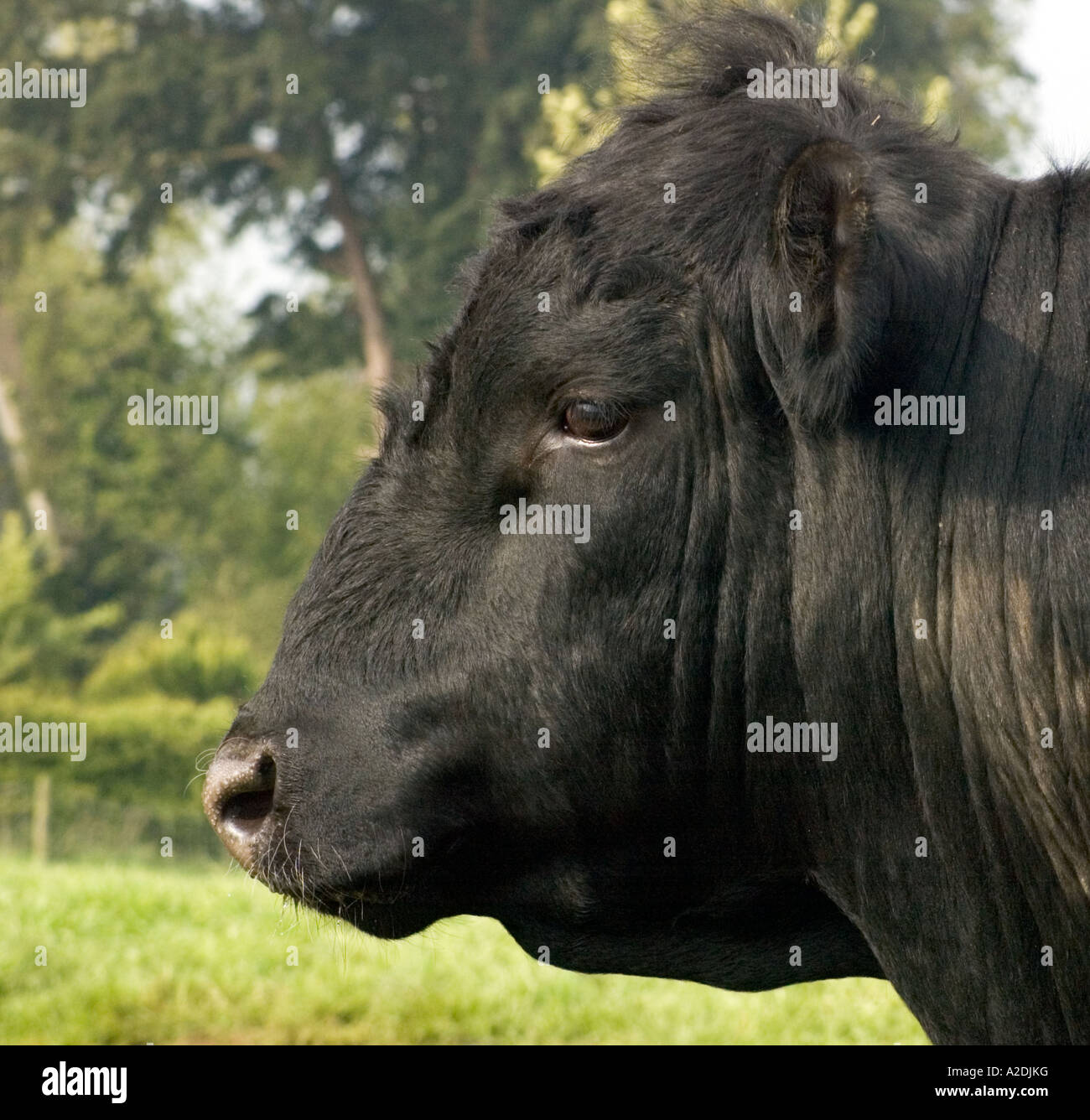 Black Bull, head and shoulders in profile Stock Photo - Alamy