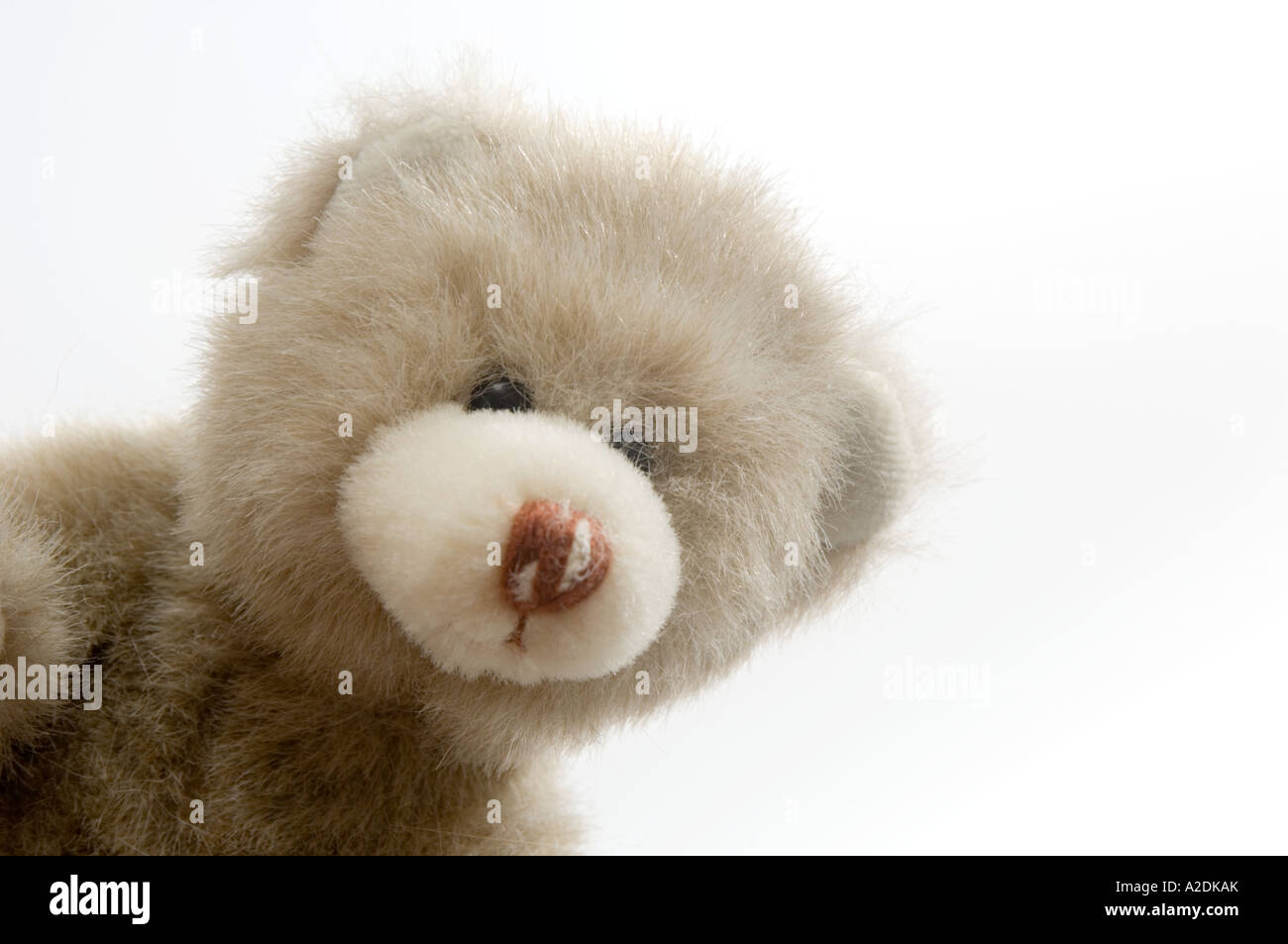 cute ted teddy bear Stock Photo - Alamy