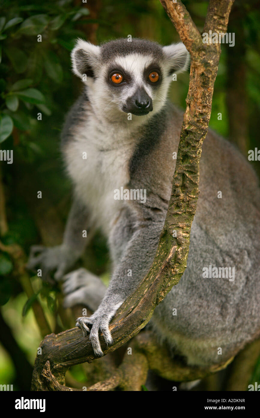 Ring-tailed Lemur sitting in tree Stock Photo - Alamy