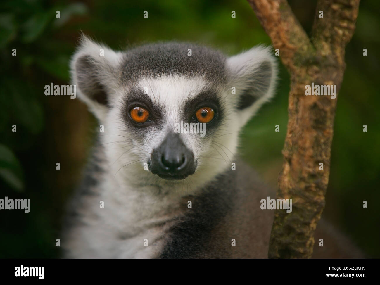 Ring-tailed Lemur close up face Stock Photo - Alamy