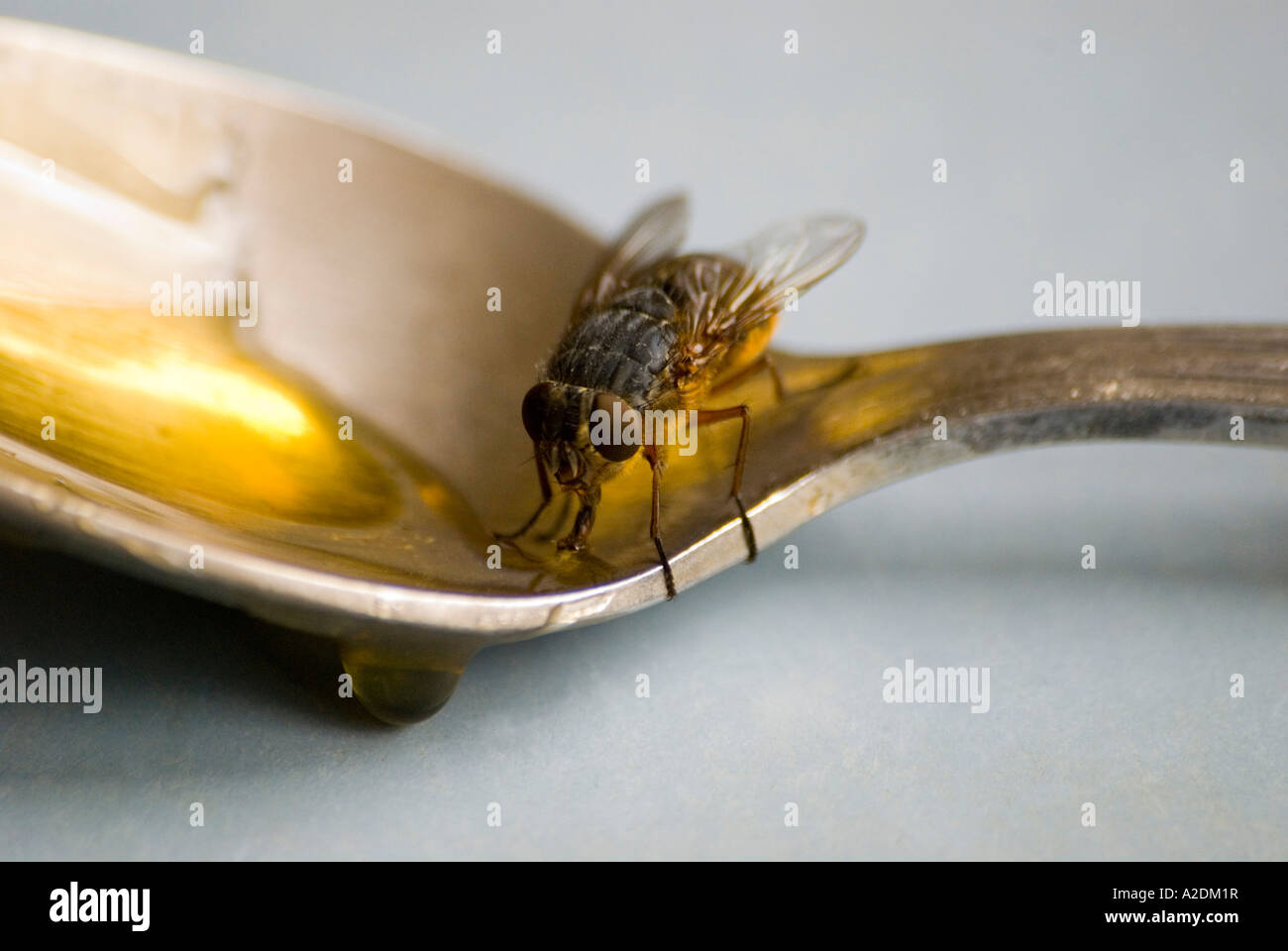 A fly on a tea spoon of honey Stock Photo - Alamy