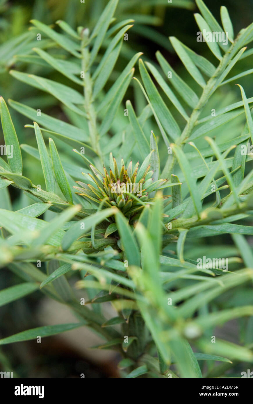 Wollemi pine trees hi-res stock photography and images - Alamy