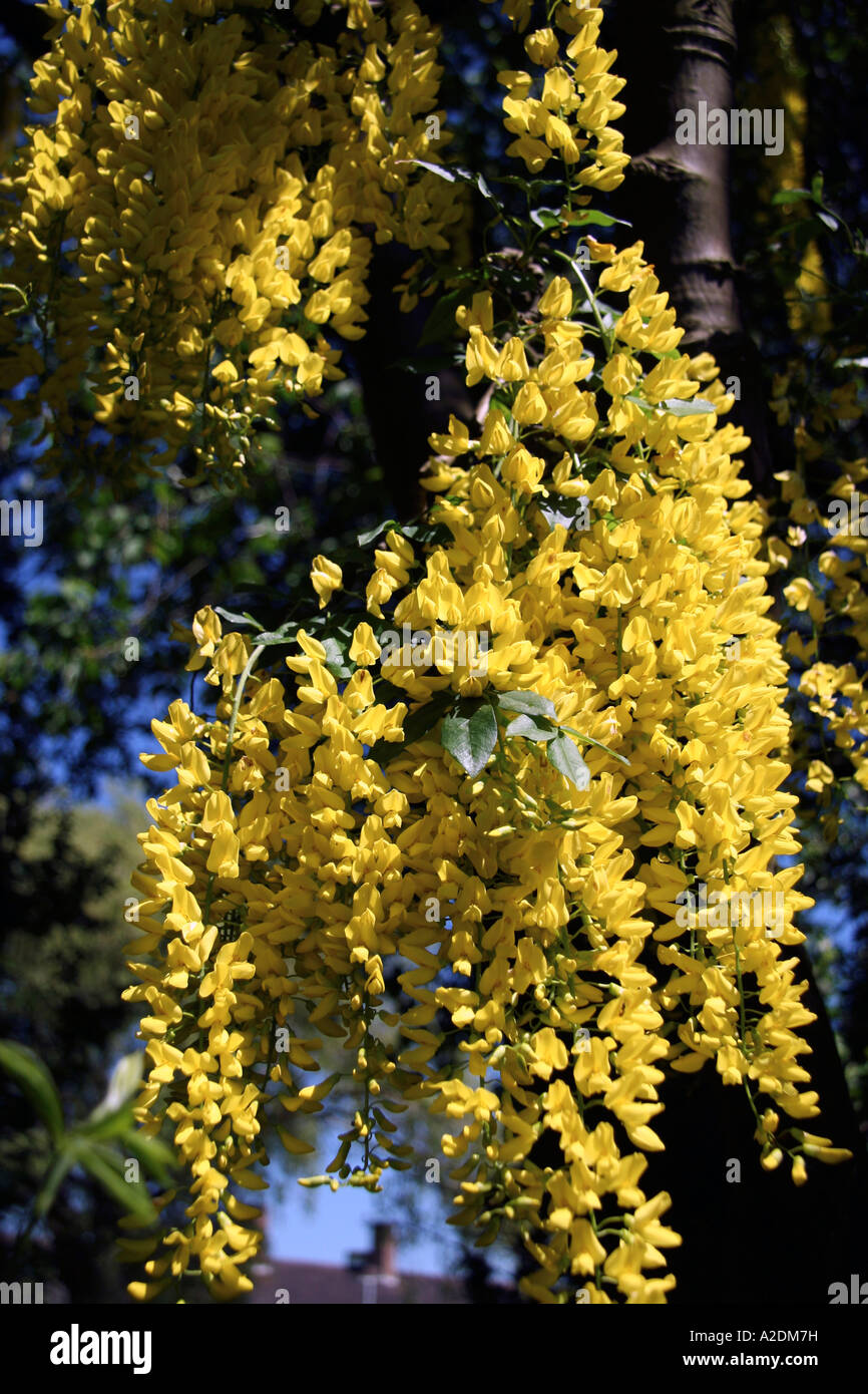 Hanging laburnum hi-res stock photography and images - Alamy