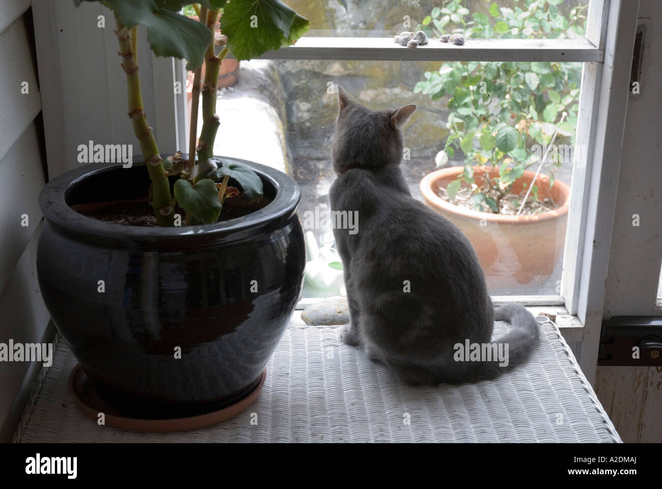 A grey cat gazing out of a window Stock Photo - Alamy