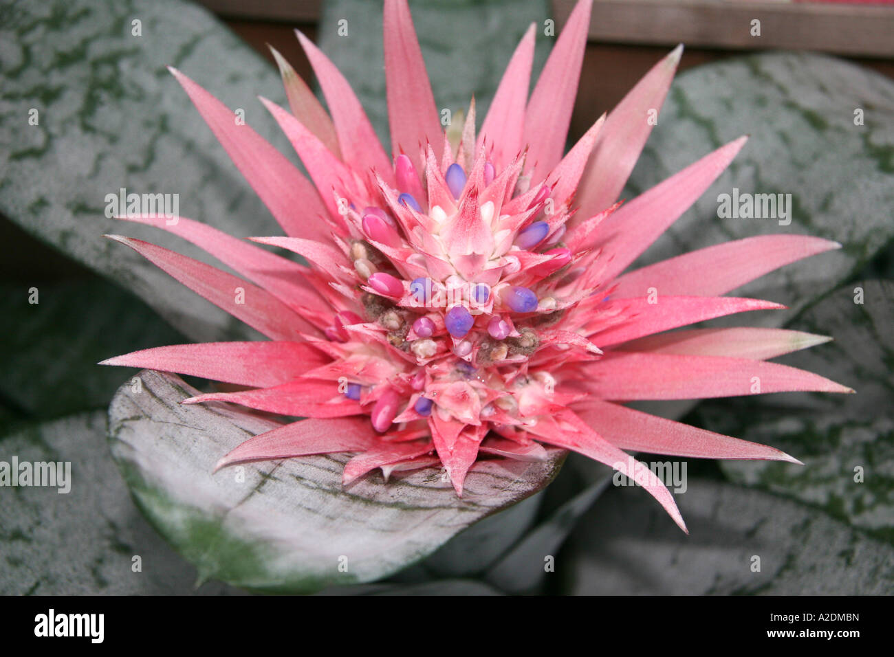 Pink Aechmea. Bromeliad rosette Stock Photo - Alamy