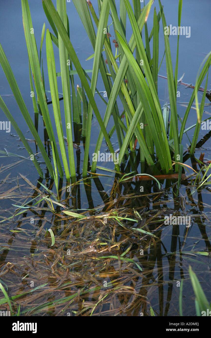 Reeds water hi-res stock photography and images - Alamy