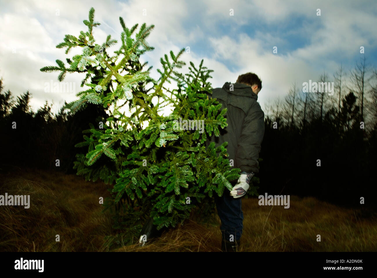 man walking home with a pine tree from the forest Stock Photo - Alamy