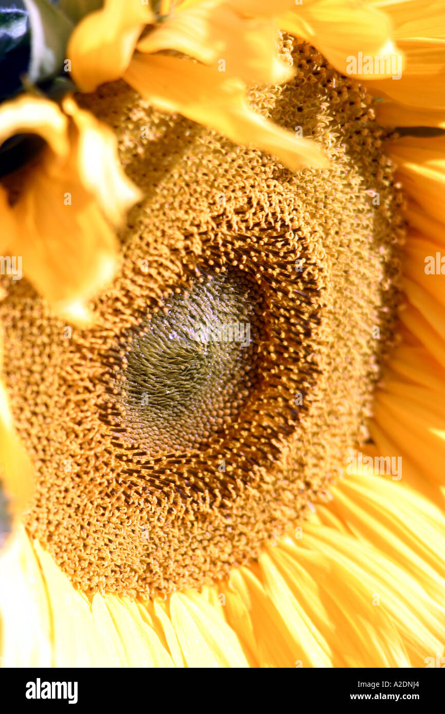 Sunflower fifteen foot Russian Giant Compositae Helianthus species ...