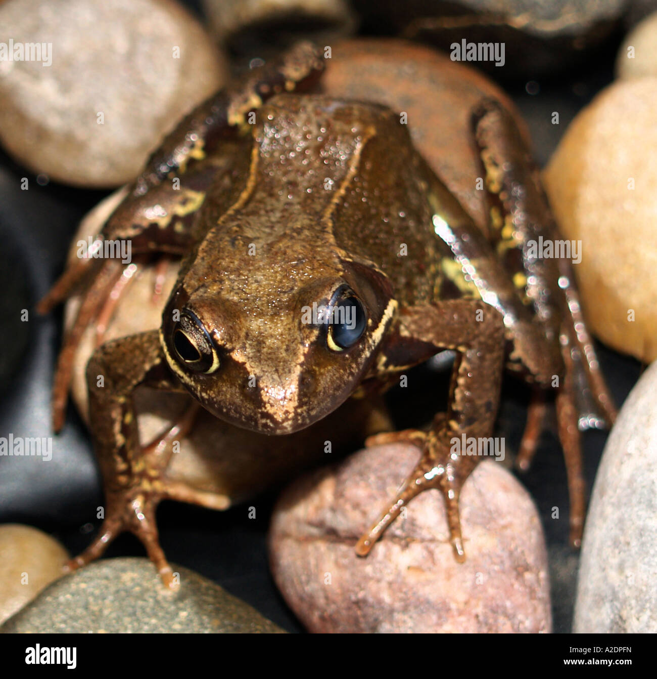 Frog webbed feet hi-res stock photography and images - Alamy