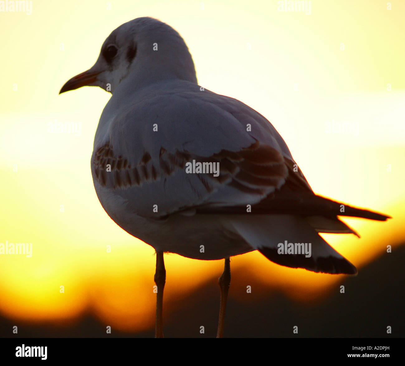 Seagull legs detail hi-res stock photography and images - Alamy