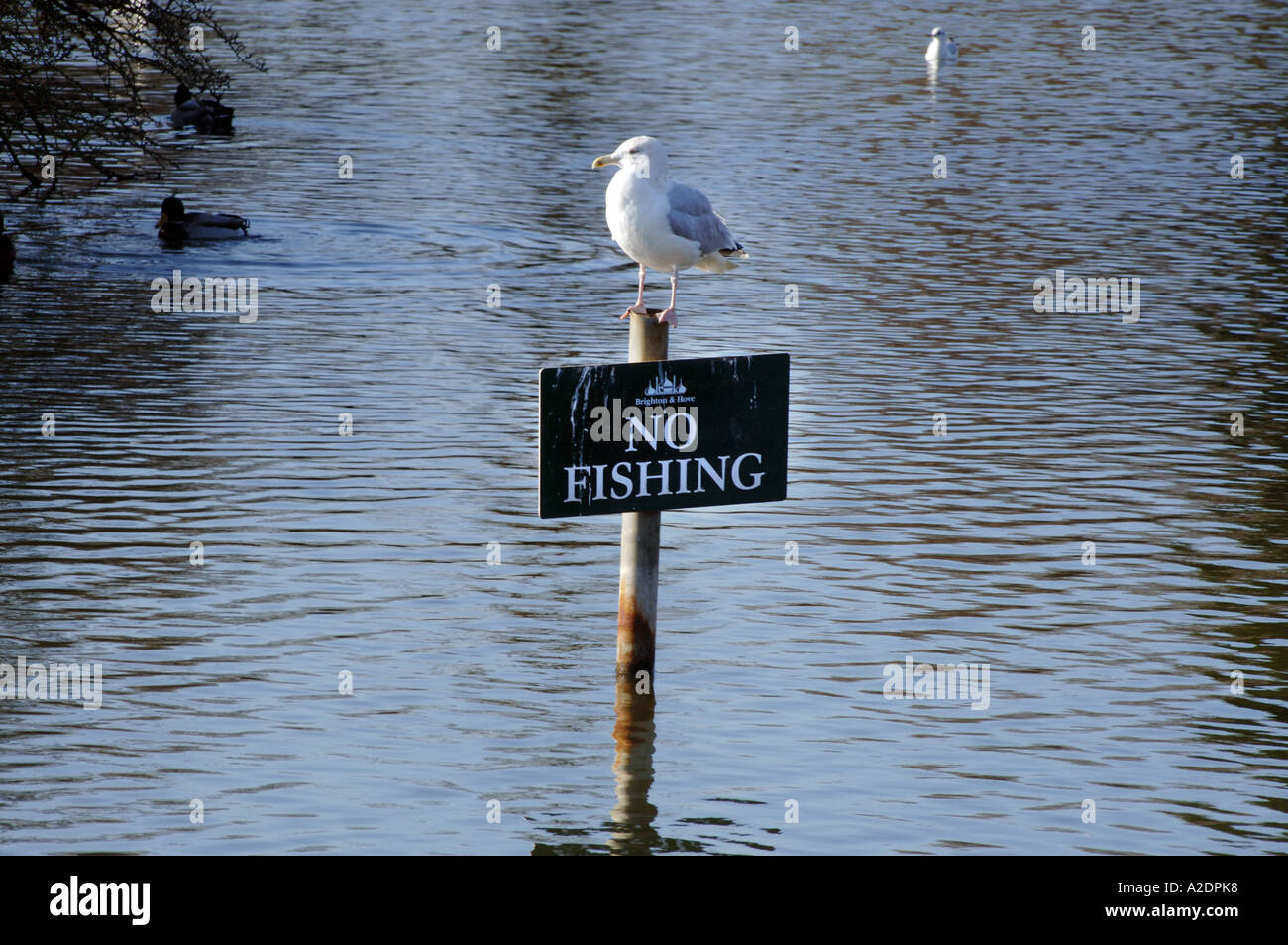 A Seagull sits on a No Fishing sign stuck in the middle of the village ...