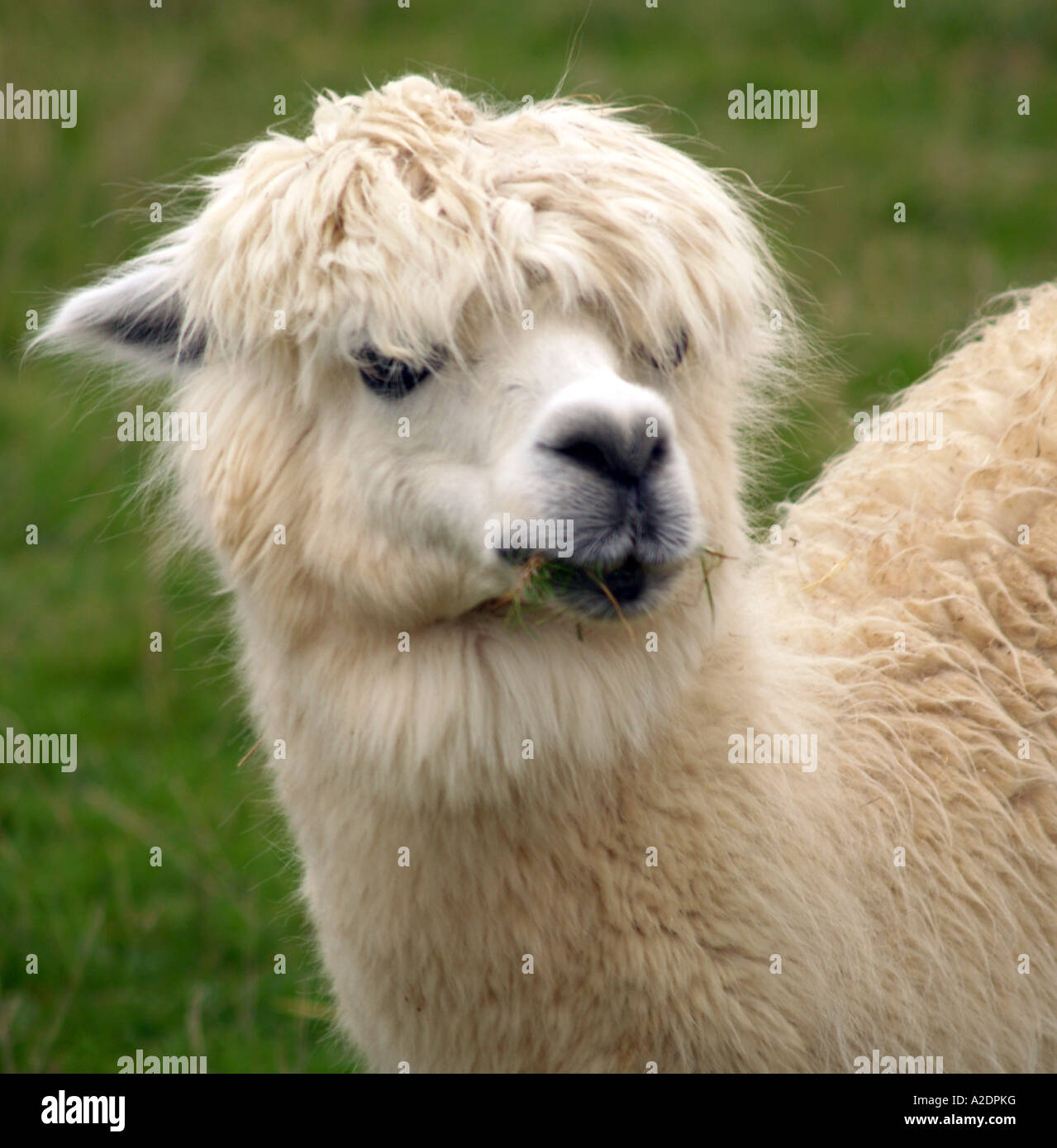 Alpaca chewing grass hi-res stock photography and images - Alamy